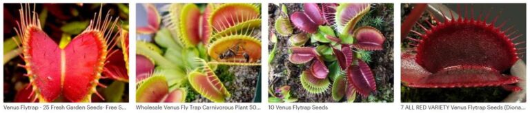 How To Grow A Venus Flytrap From Seeds - VENUS FLYTRAPS