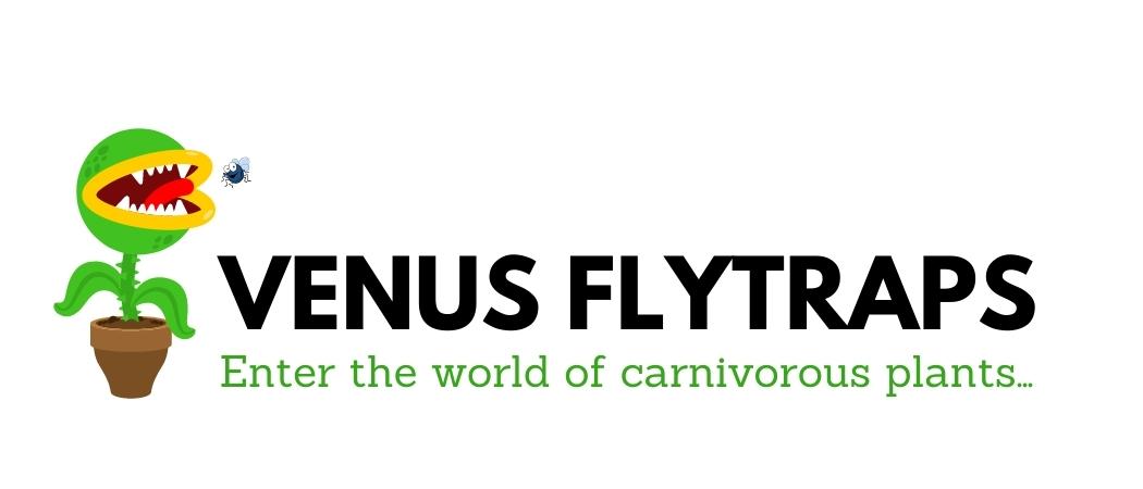 11 Fun Facts About Venus Flytraps VENUS FLYTRAPS 11 Fun Facts About Venus Flytraps VENUS FLYTRAPS