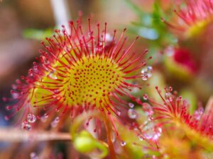11 Types of Carnivorous Plants - VENUS FLYTRAPS